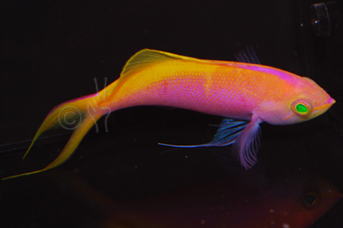 Bartlett's Anthias - Pseudanthias bartlettorum